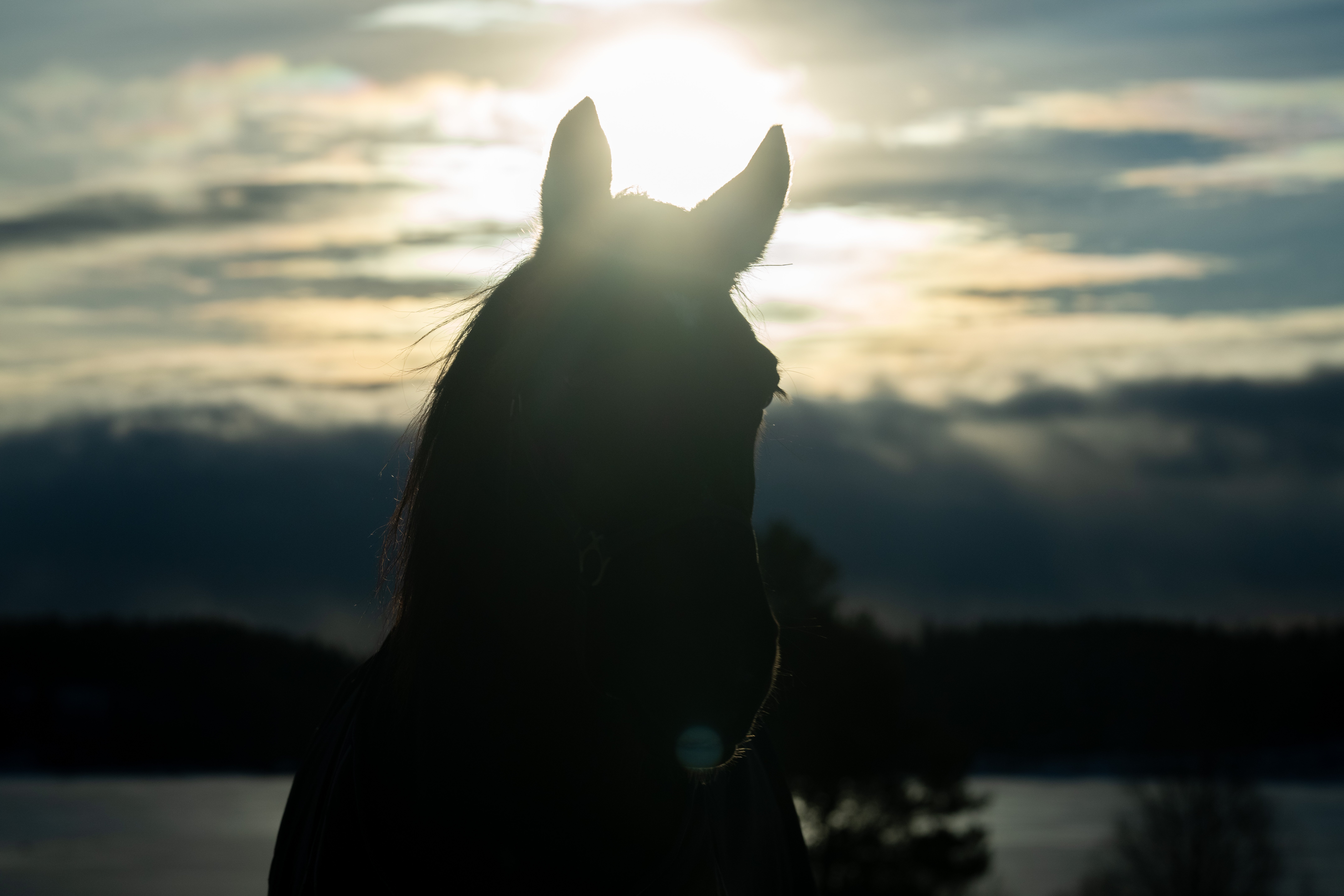 Registrera död häst